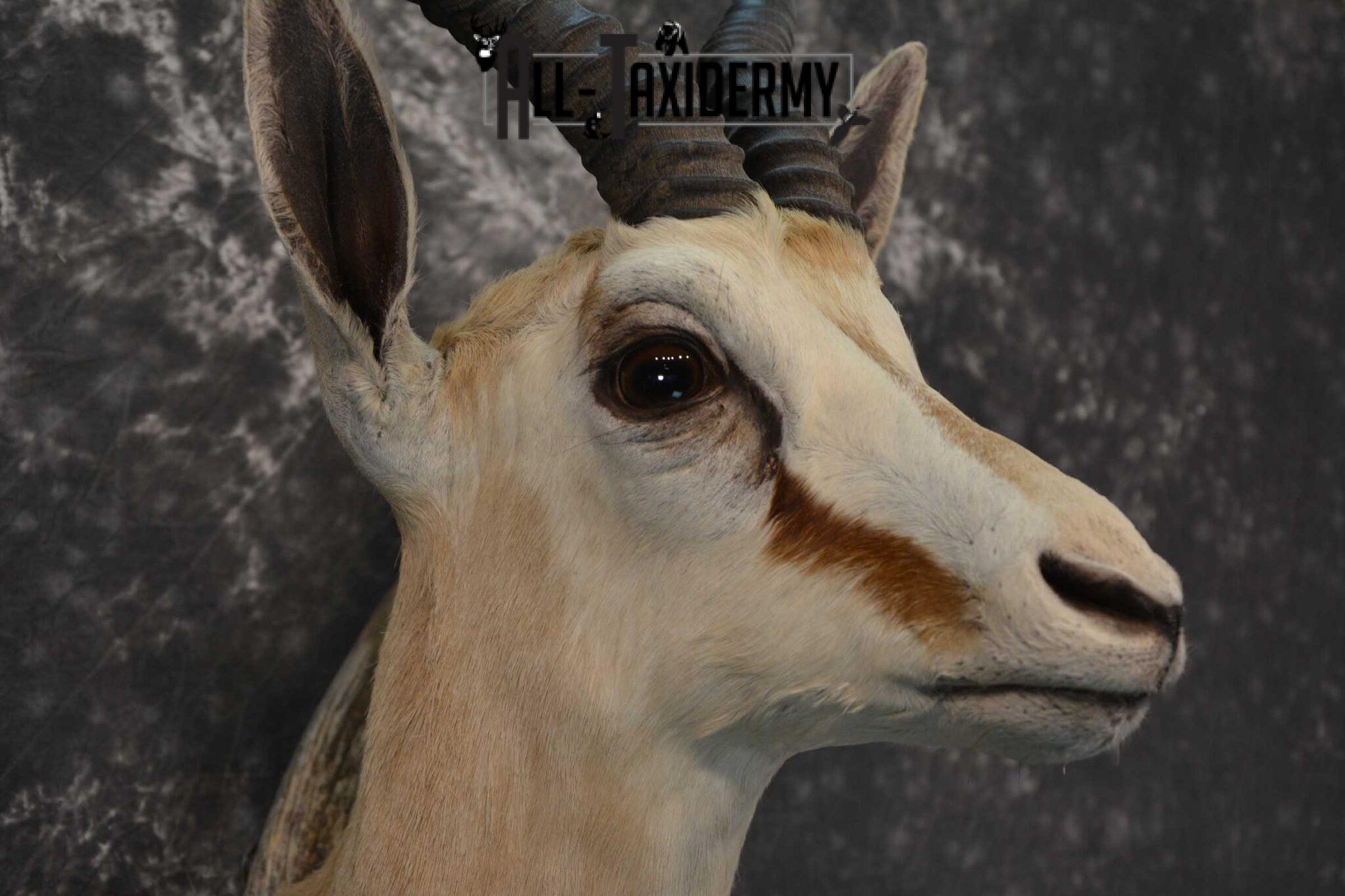 African Springbok Taxidermy Wall Pedestal Mount for sale SKU 1805 - All ...