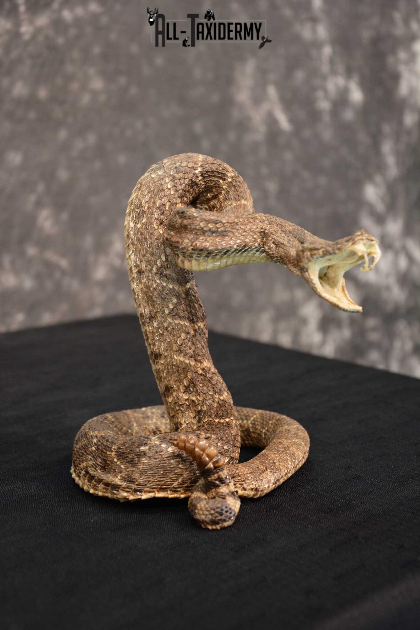 Diamondback Rattle Snake Taxidermy mount for sale SKU 1744 - All Taxidermy