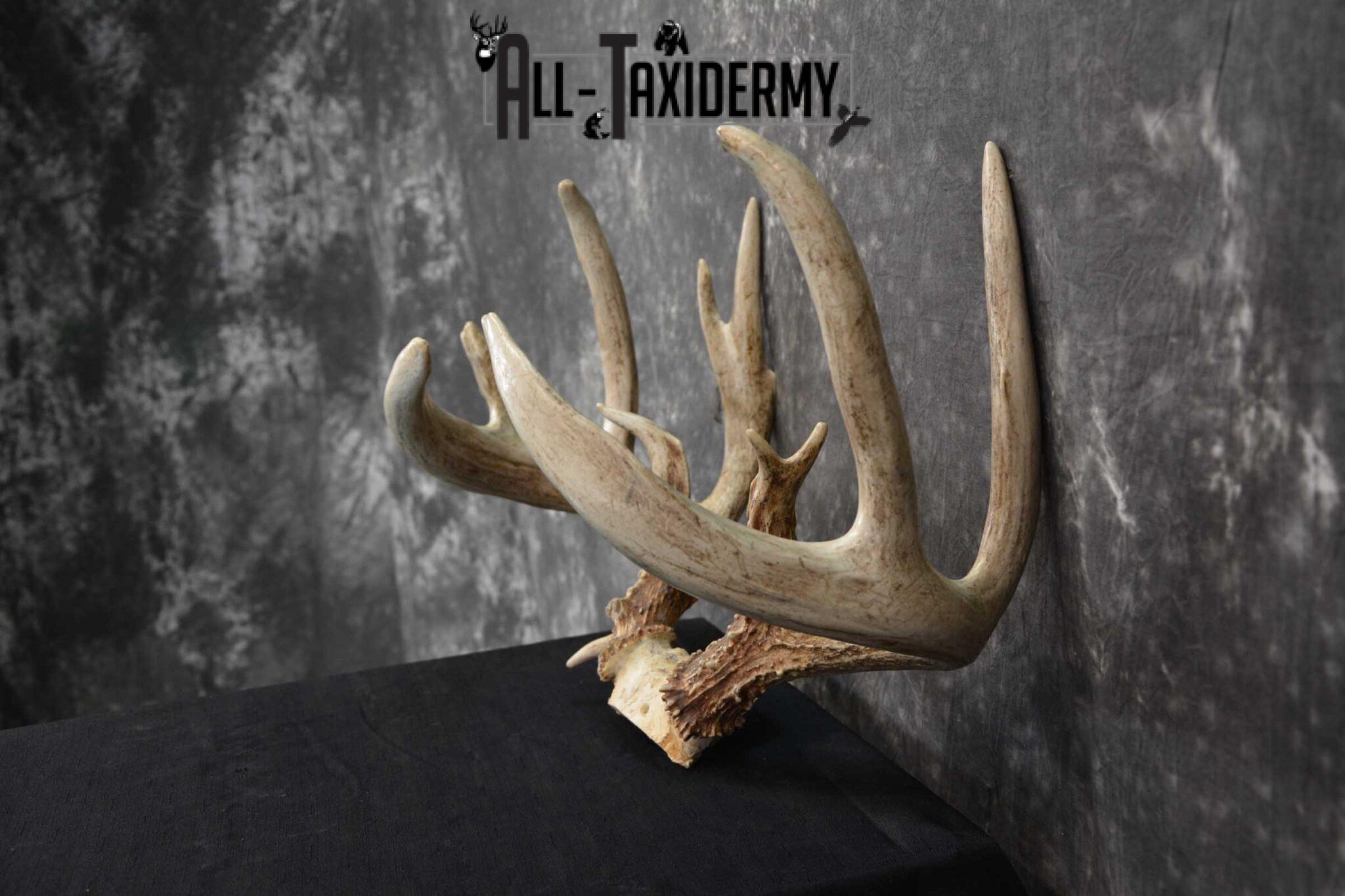 Whitetail Deer Antler Skull Cap taxidermy mount for sale SKU 1775.1 ...