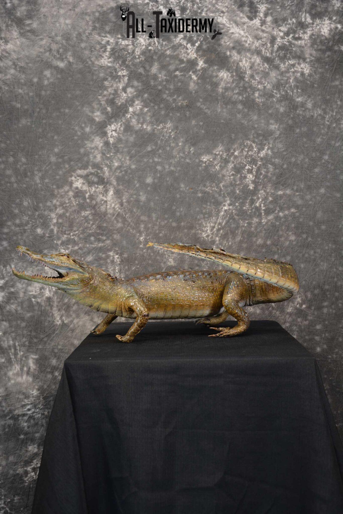 Alligator Taxidermy mount for sale SKU 1782 - All Taxidermy