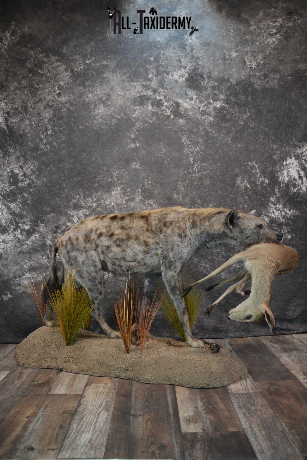 XL African Spotted Hyena w/ Steenbok Full Body Taxidermy Mount for sale ...