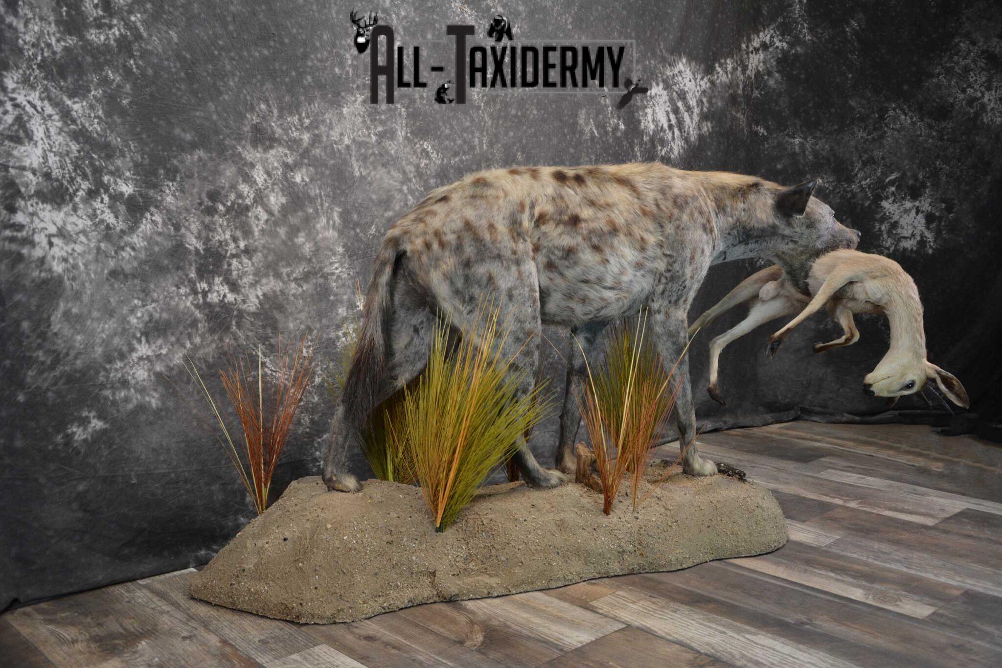 XL African Spotted Hyena w/ Steenbok Full Body Taxidermy Mount for sale ...