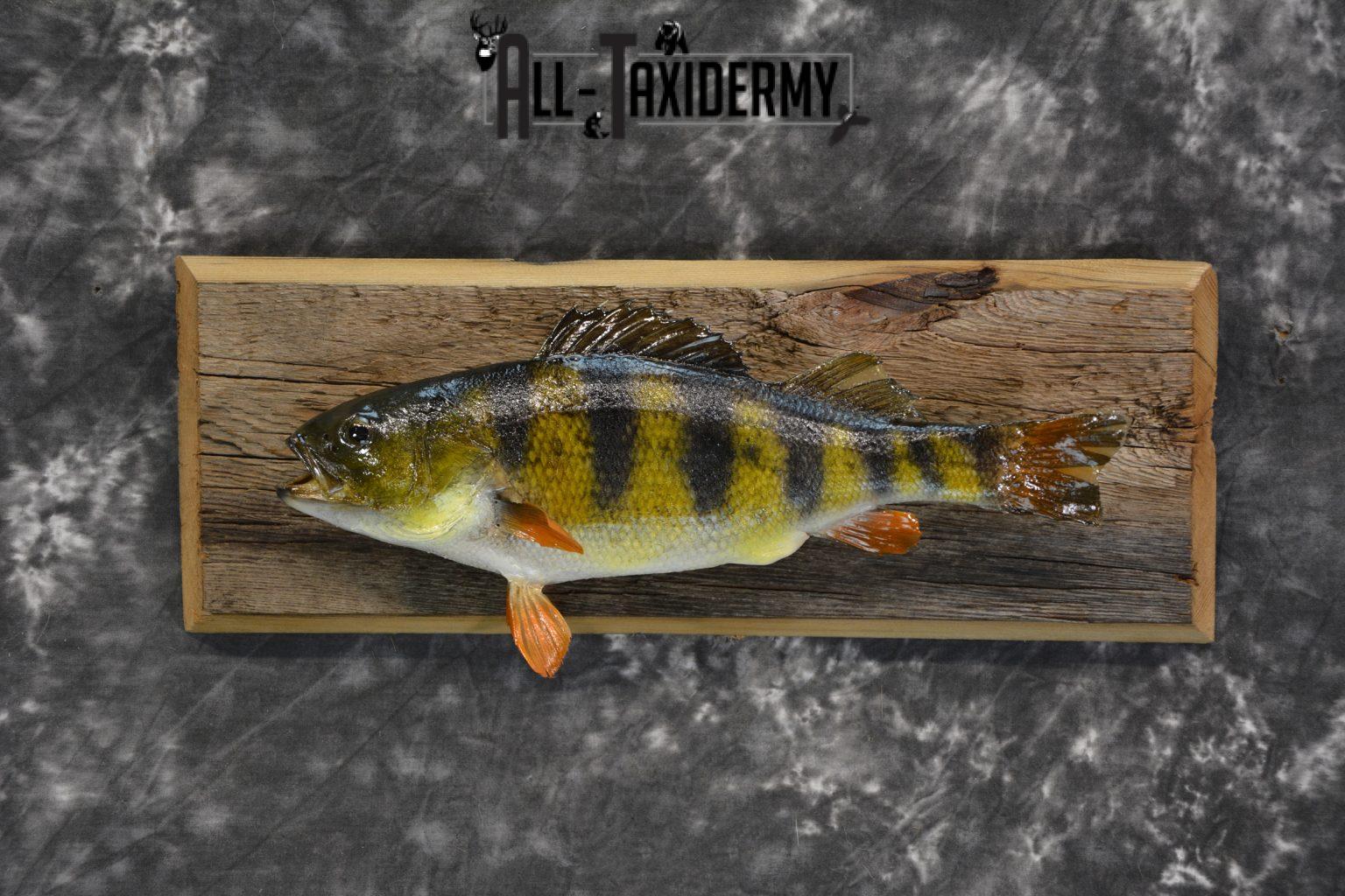 Perch Taxidermy fish mount for sale SKU 1852.3 - All Taxidermy