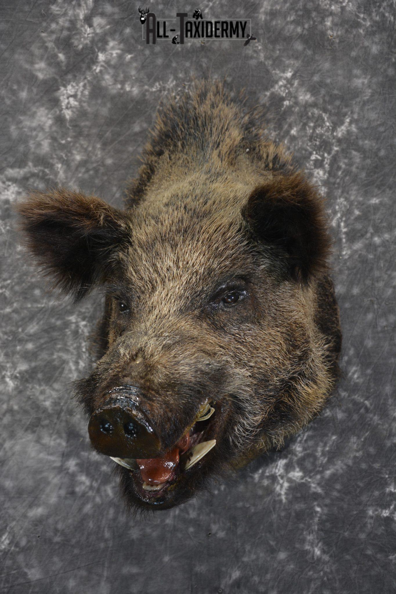 Russian Boar taxidermy shoulder mount for sale SKU 1832 - All Taxidermy