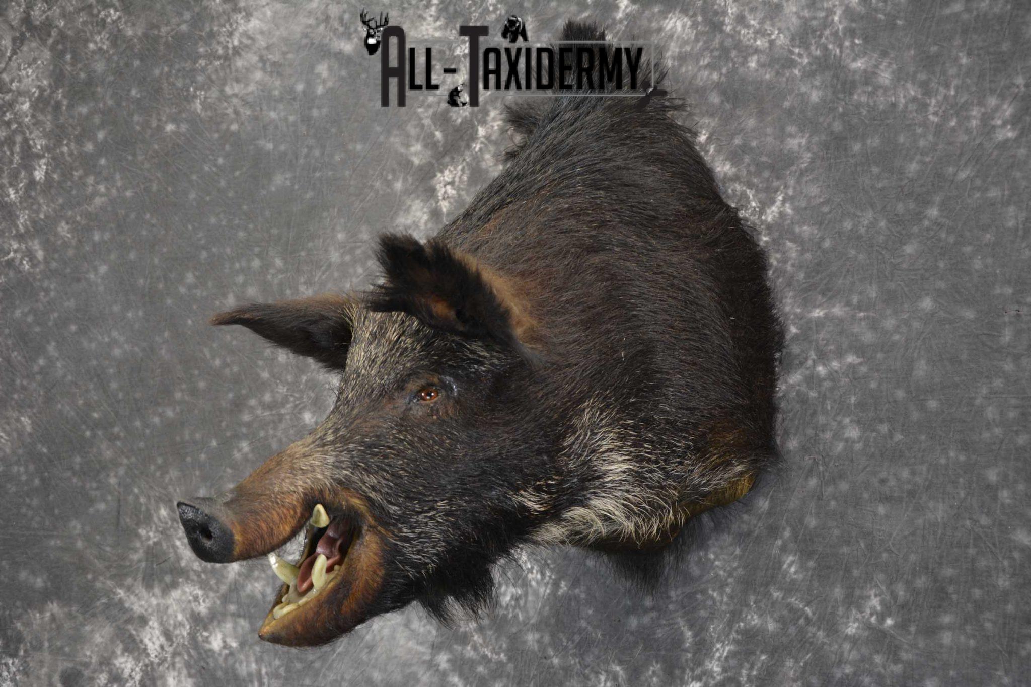 Russian Boar Taxidermy shoulder mount for sale SKU 1848 - All Taxidermy
