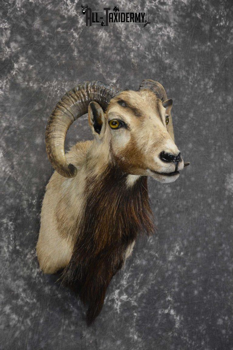 Corsican Ram taxidermy mount for sale SKU 1855 - All Taxidermy