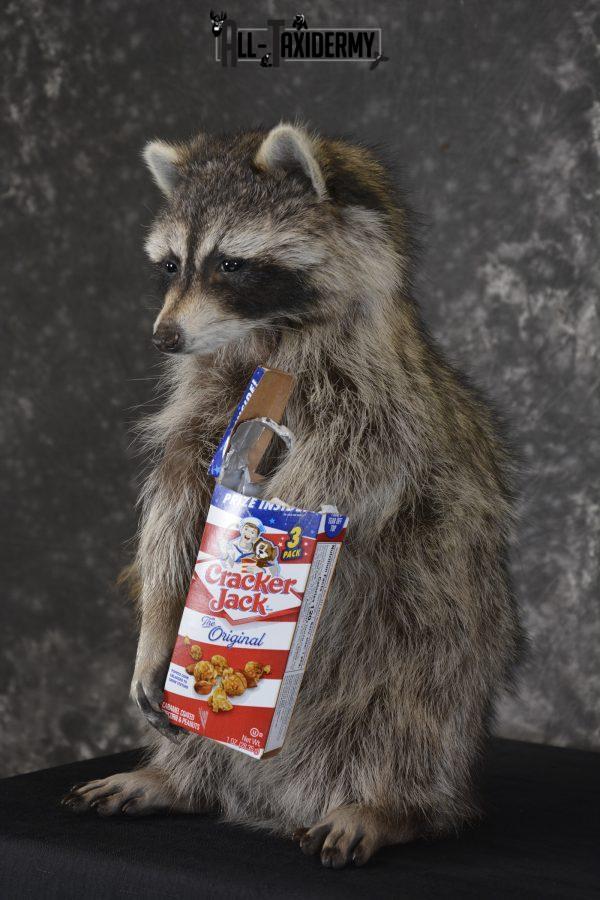 Raccoon with Cracker Jacks novelty taxidermy mount for sale SKU 1868 ...