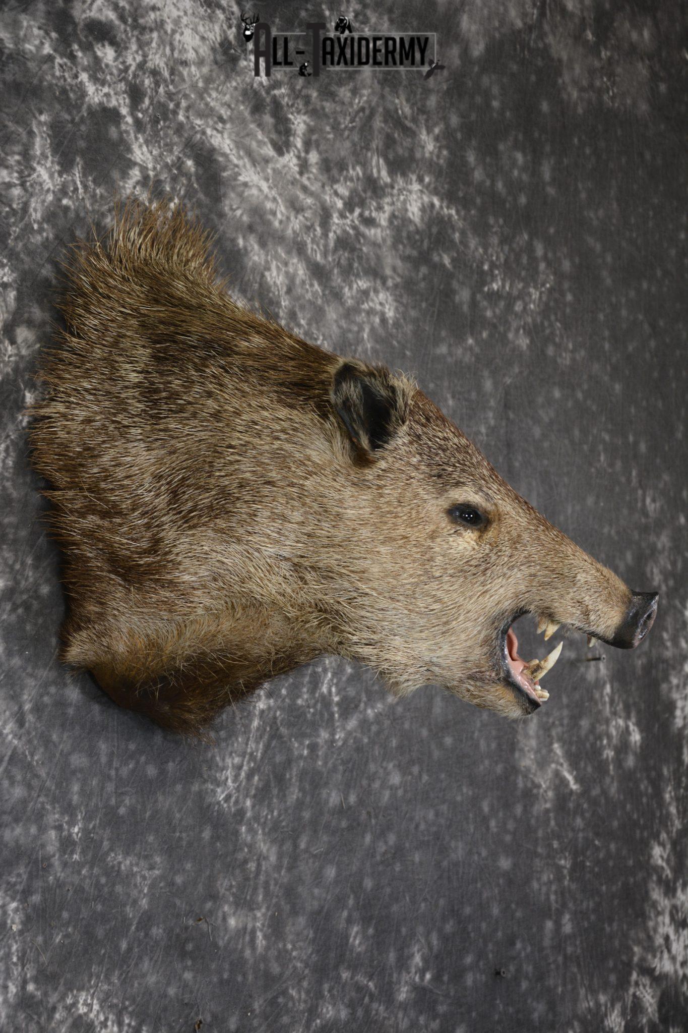 Collard Peccary Javelina taxidermy shoulder mount for sale SKU 1898 ...