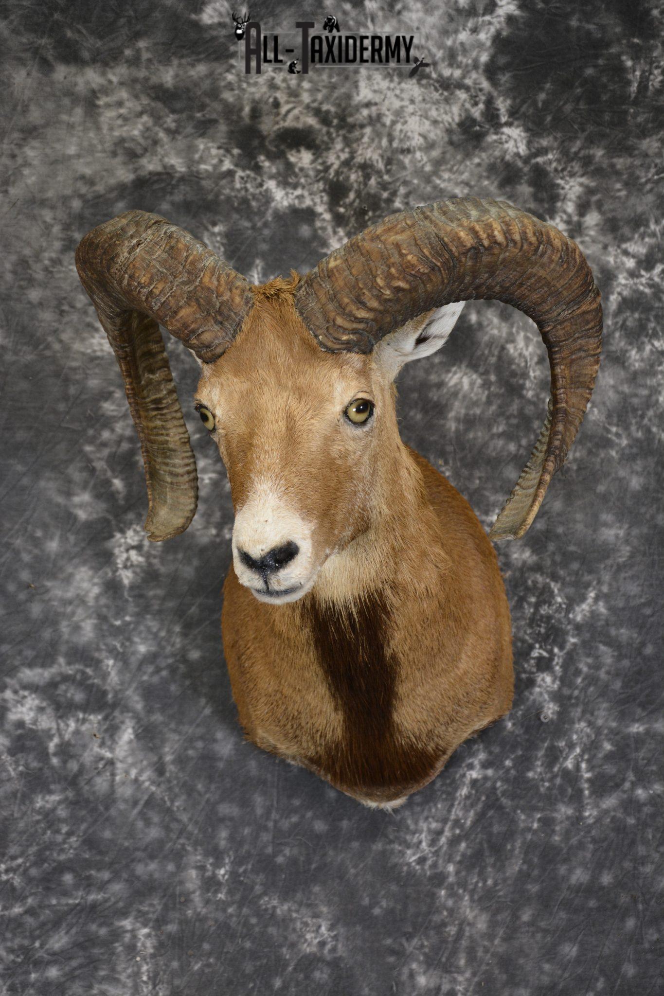 Mouflon Sheep Taxidermy Mounts - All Taxidermy
