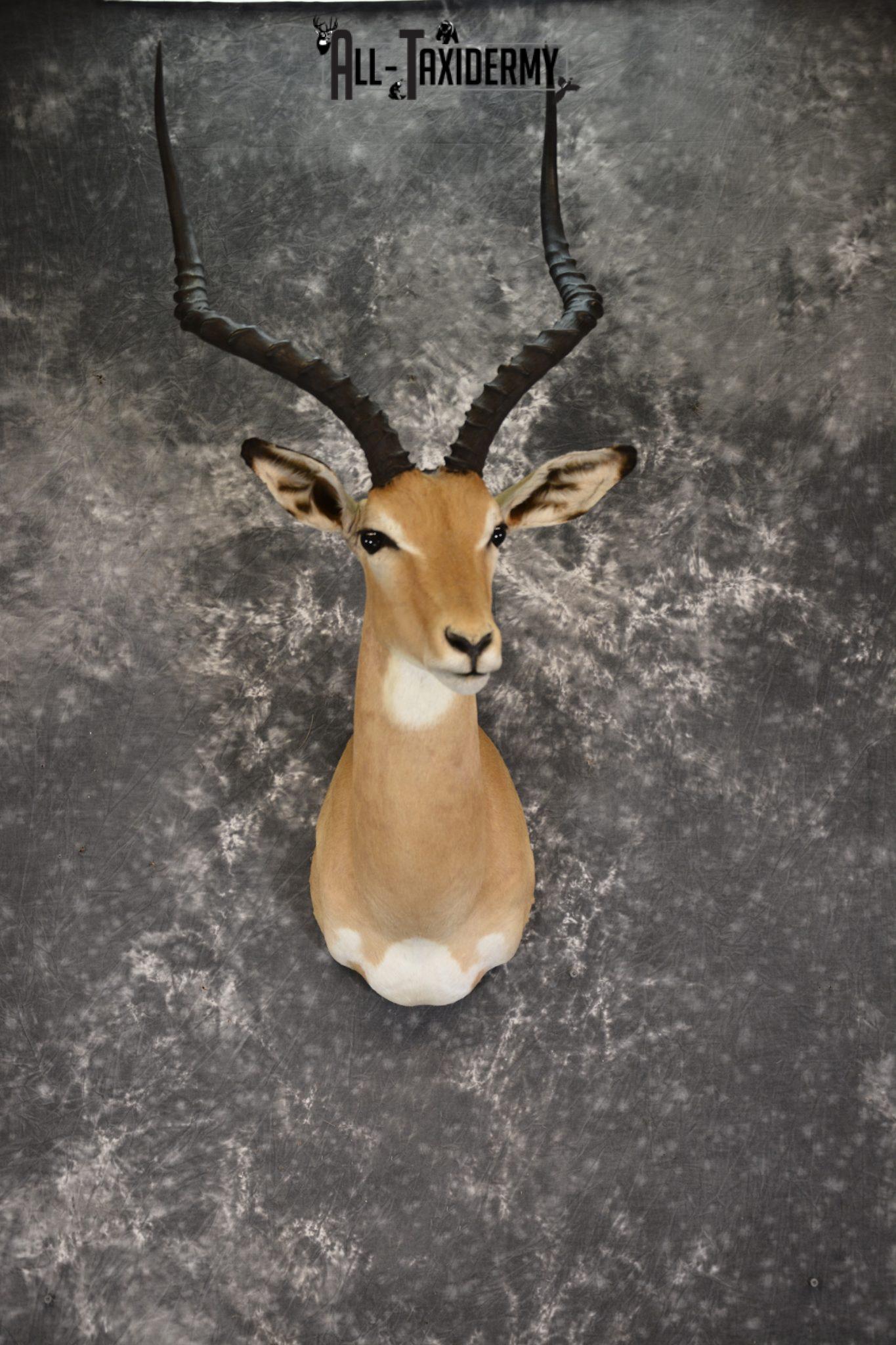 Impala Taxidermy Mounts - All Taxidermy