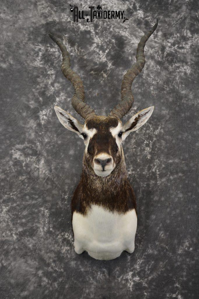 Indian black buck taxidermy shoulder mount for sale SKU 1974 - All ...