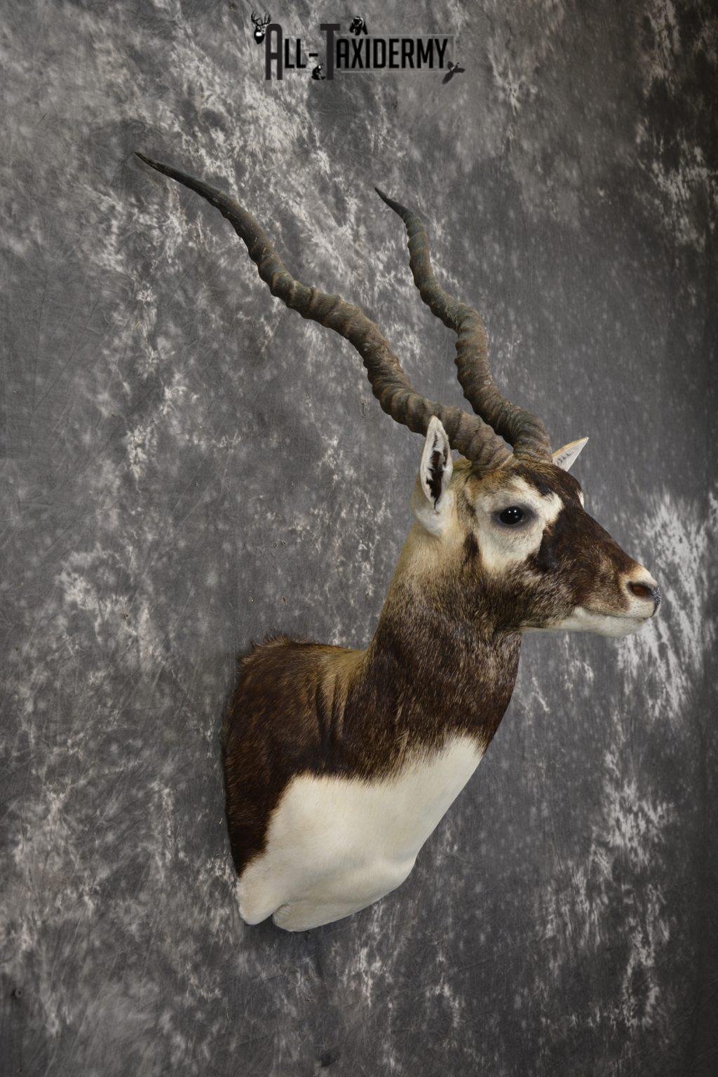 Indian black buck taxidermy shoulder mount for sale SKU 1974 - All ...