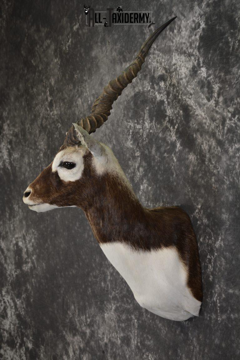 Indian black buck taxidermy shoulder mount for sale SKU 1975 - All ...