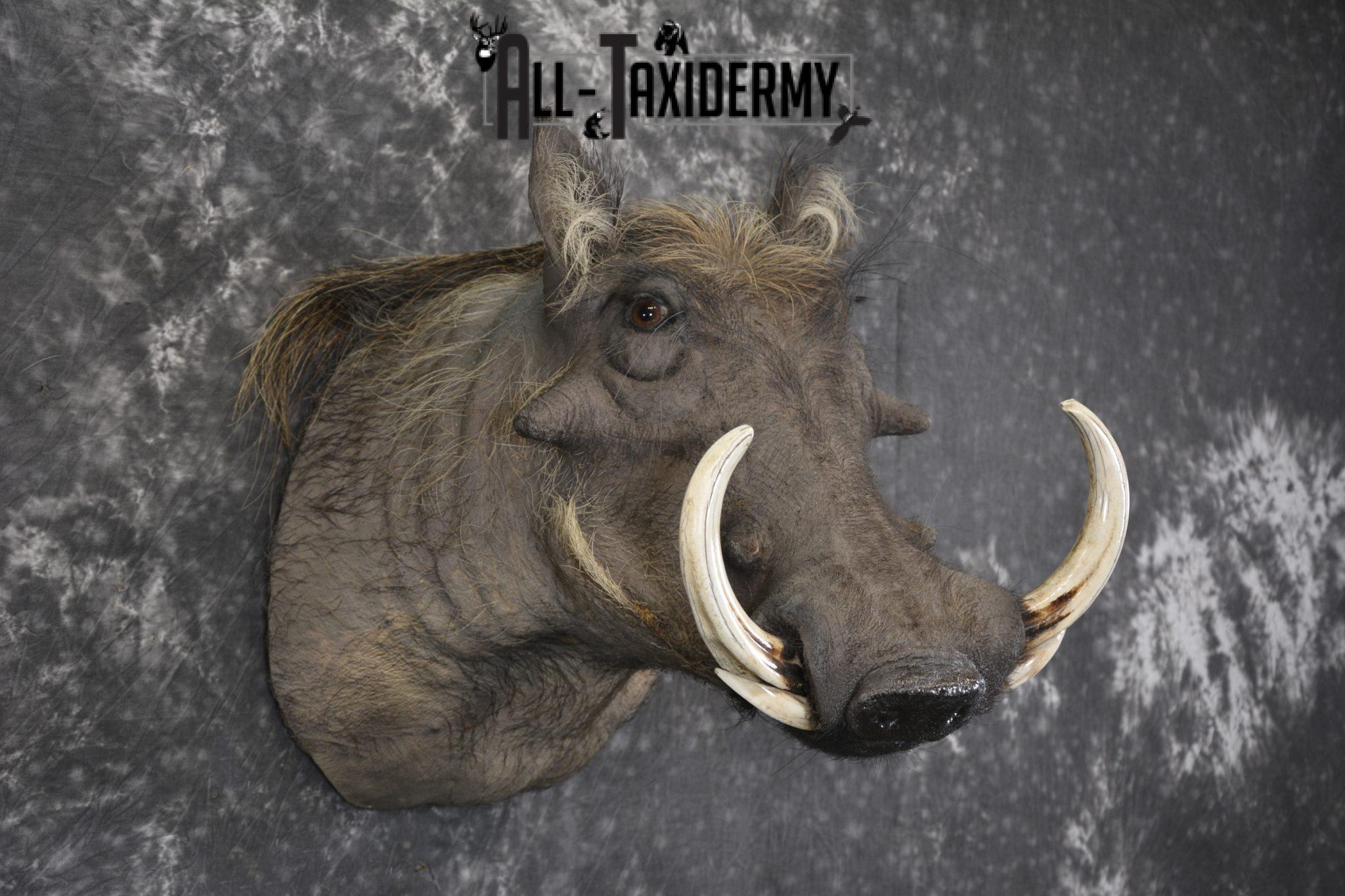 African Warthog taxidermy shoulder mount for sale SKU 1969 - All Taxidermy