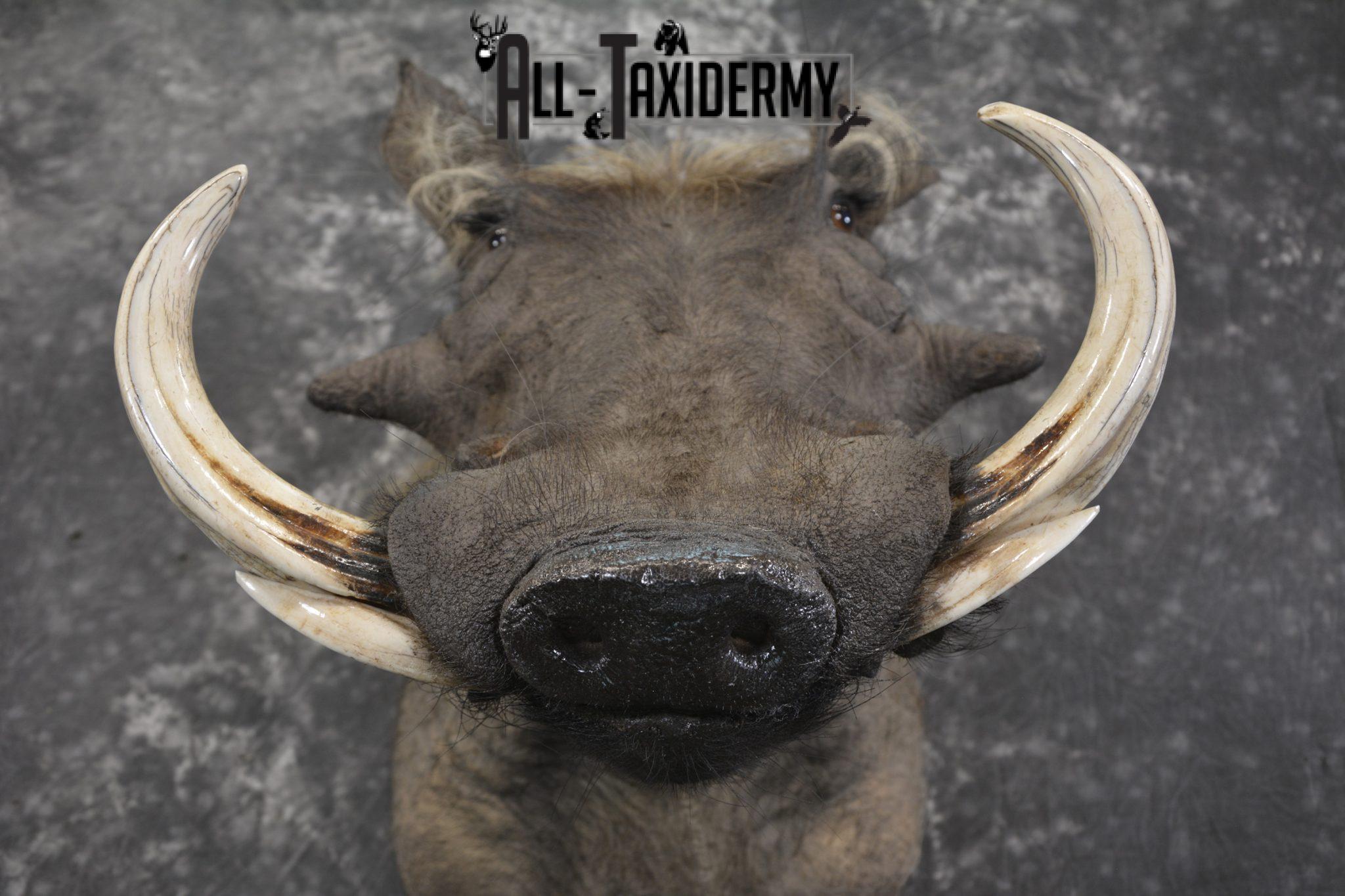 African Warthog taxidermy shoulder mount for sale SKU 1969 - All Taxidermy