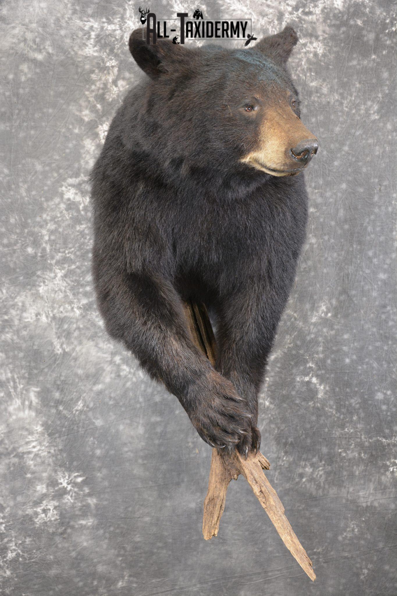 1/2 Black bear taxidermy mount for sale SKU 1998 - All Taxidermy