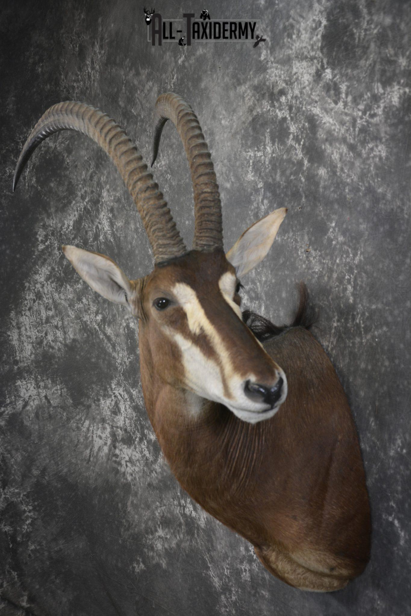 African Sable taxidermy shoulder mount for sale SKU 1971 - All Taxidermy