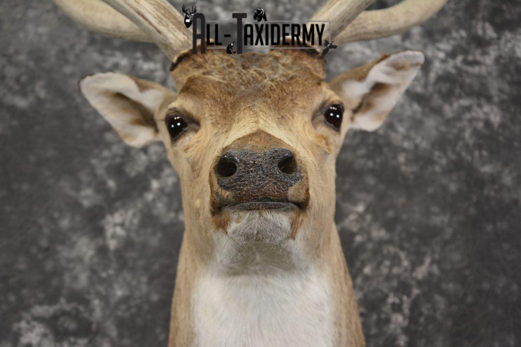 Axis Deer taxidermy shoulder mount for sale SKU 1990 - All Taxidermy