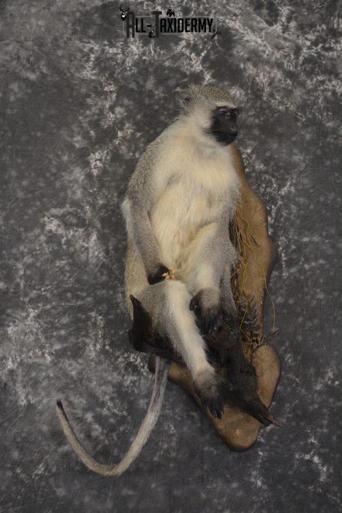 Vervet Monkey full body taxidermy mount for sale * SKU 2062 - All Taxidermy