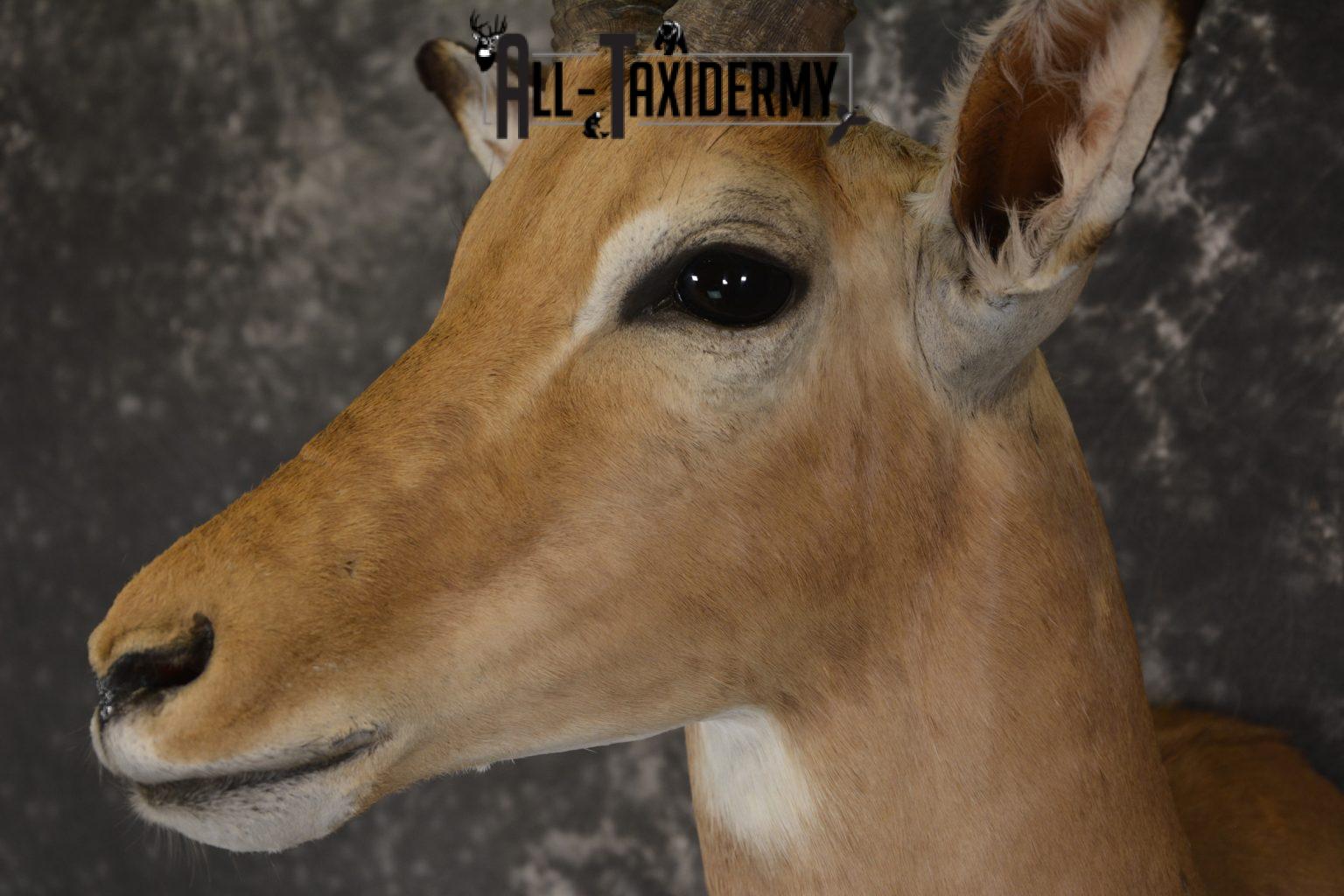 African Impala taxidermy shoulder mount for sale * SKU 2057 - All Taxidermy