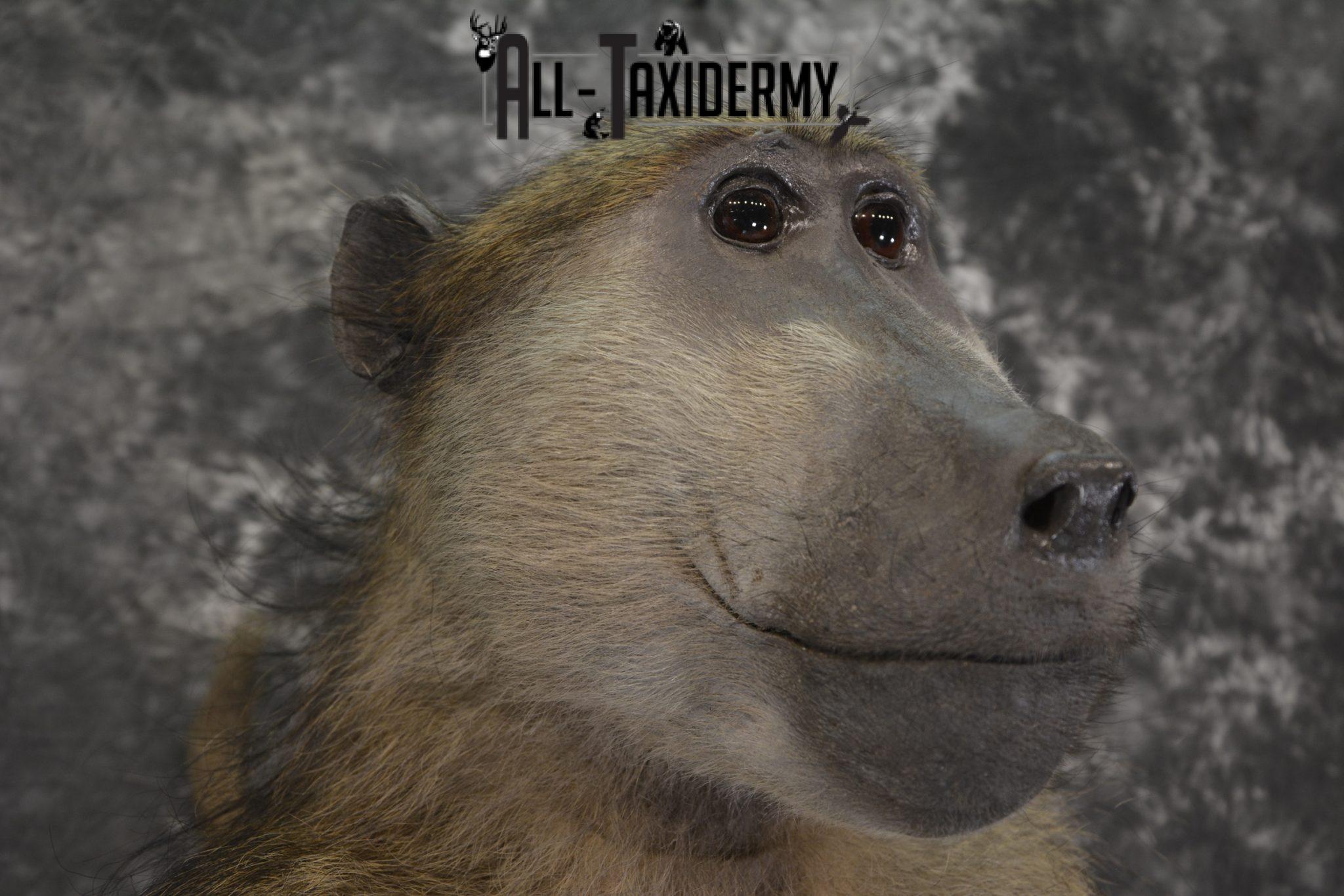 African Baboon Full body taxidermy mount for sale SKU 2056 - All Taxidermy