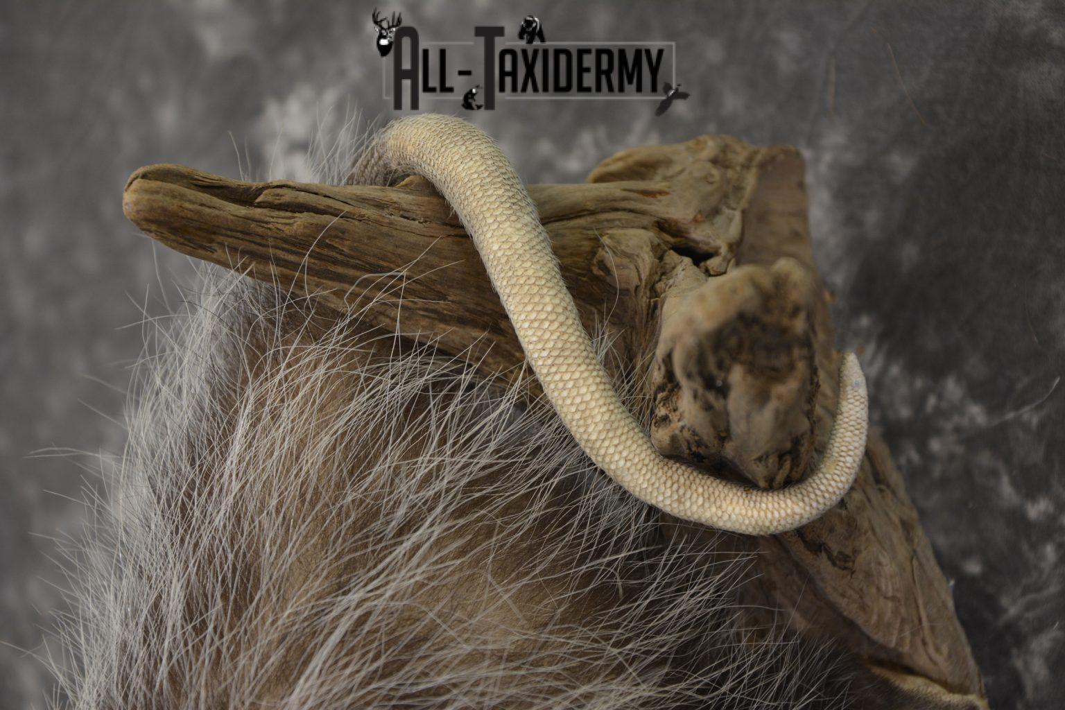 Full body opossum taxidermy mount for sale * SKU 2046 - All Taxidermy