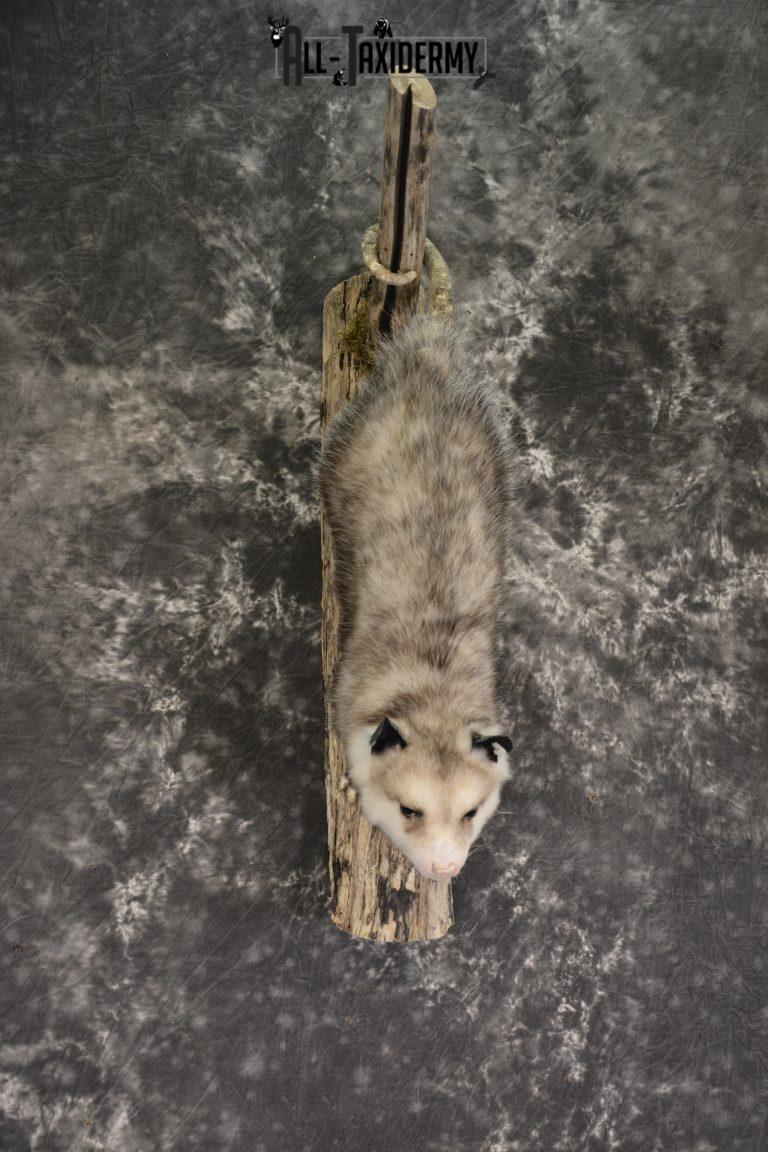 Full body opossum taxidermy mount for sale * SKU 2043 - All Taxidermy