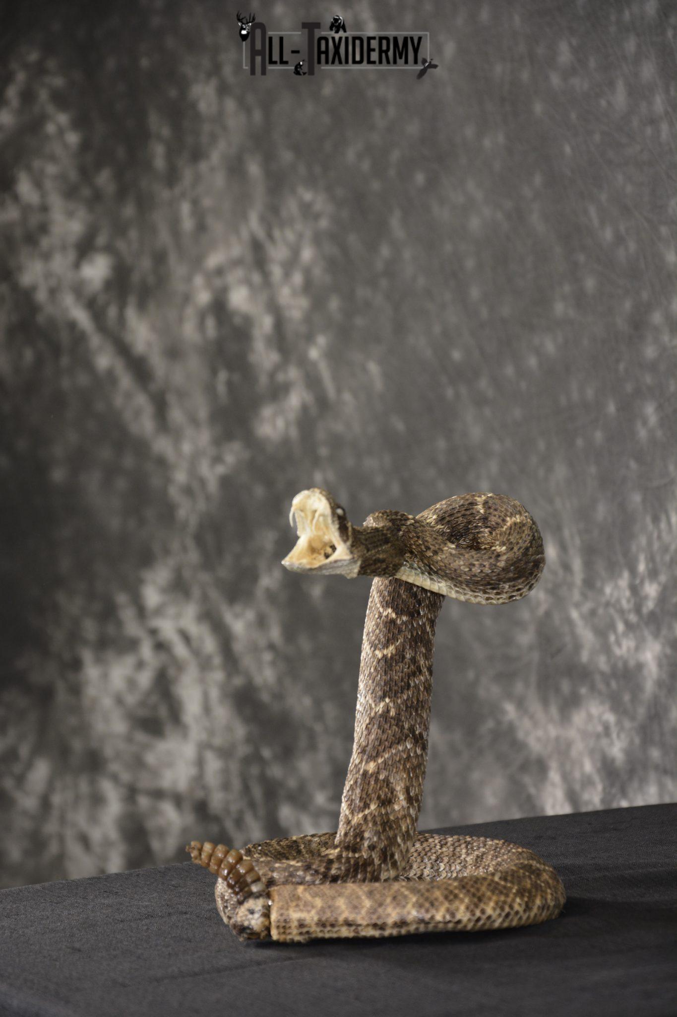 Diamondback rattle snake taxidermy mount for sale * SKU 2040 - All ...