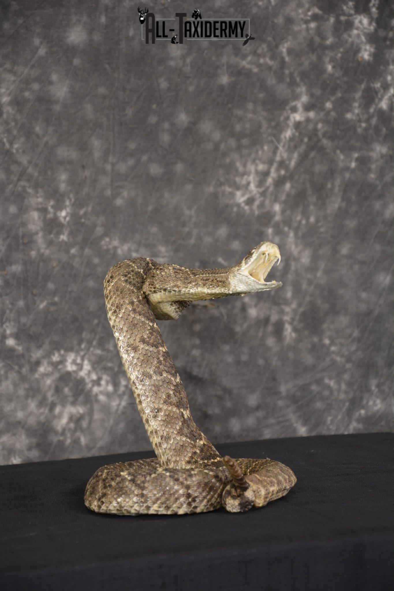 Diamondback rattle snake taxidermy mount for sale * SKU 2040 - All ...