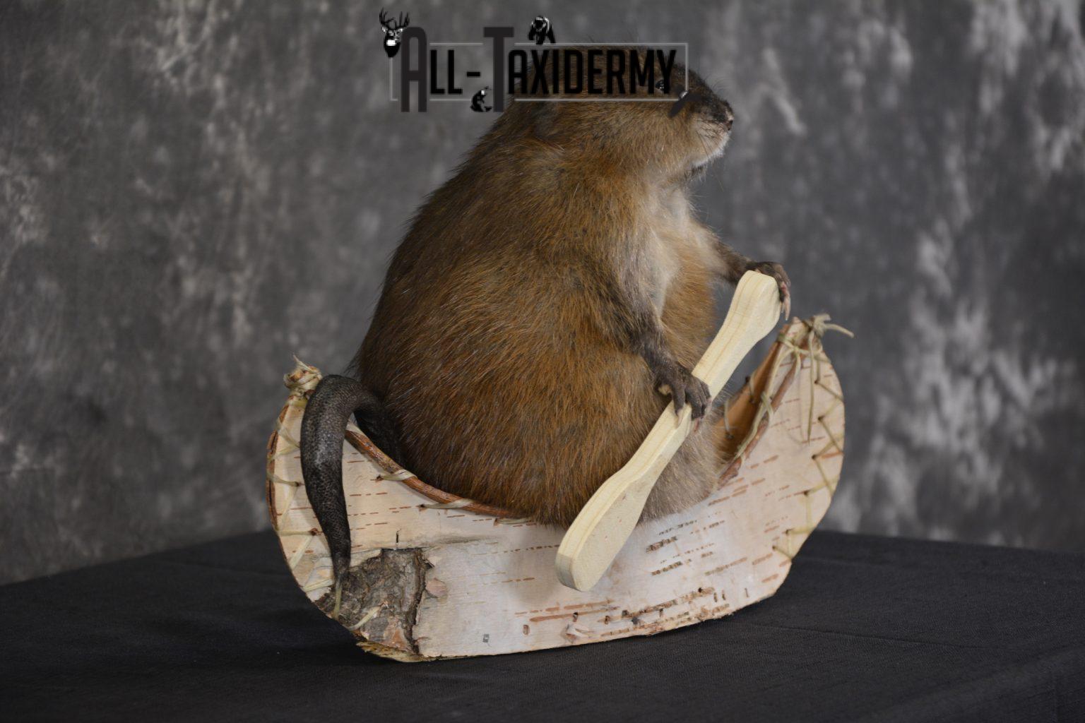 Muskrat in canoe taxidermy mount for sale * SKU 2032 - All Taxidermy