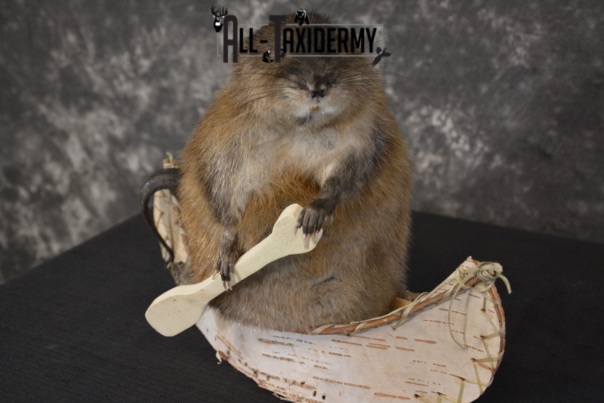 Muskrat in canoe taxidermy mount for sale * SKU 2032 - All Taxidermy