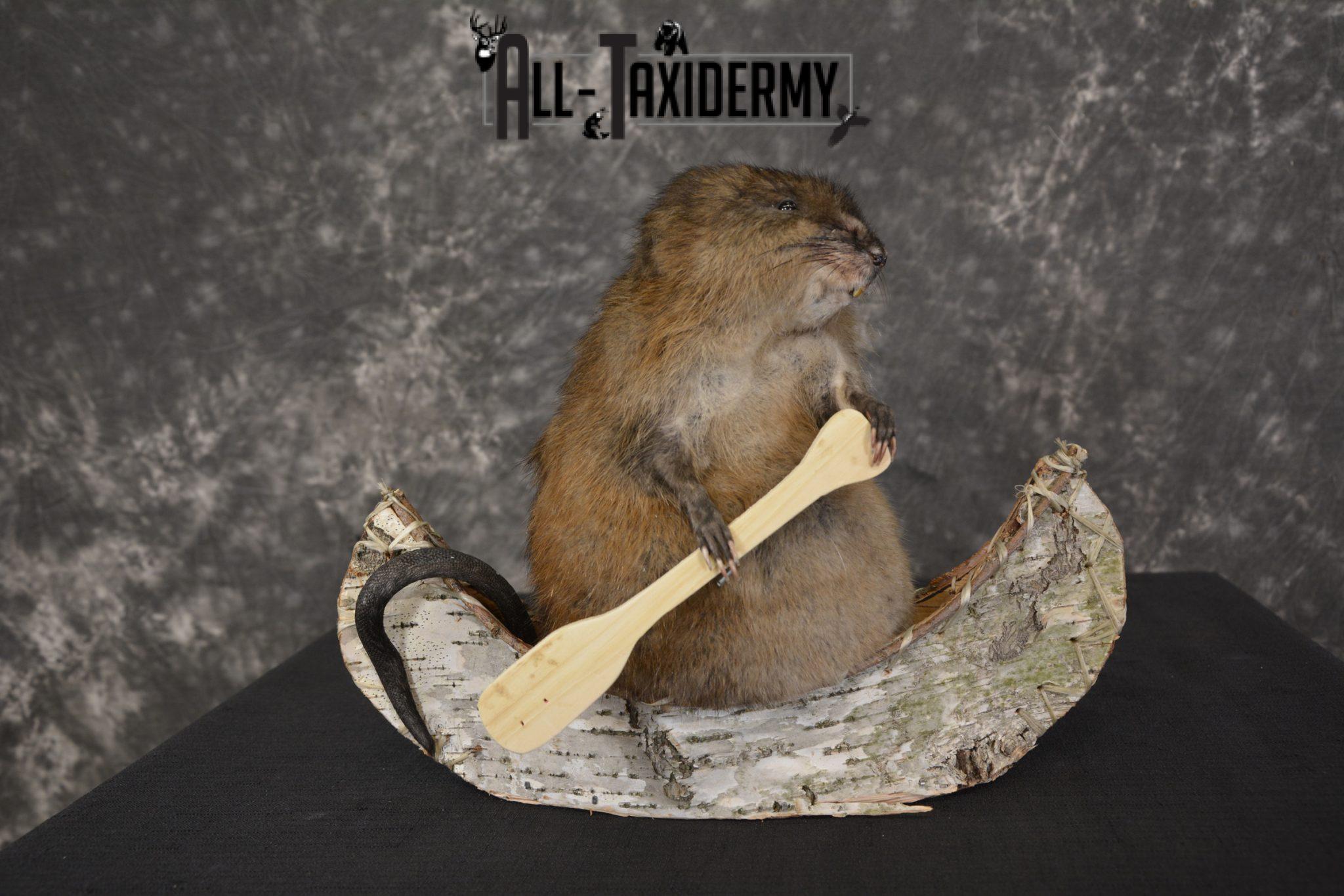 Muskrat in canoe taxidermy mount for sale * SKU 2031 - All Taxidermy
