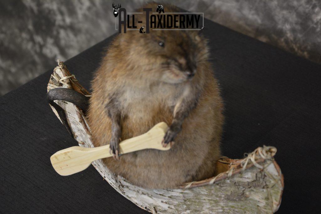 Muskrat in canoe taxidermy mount for sale * SKU 2031 - All Taxidermy