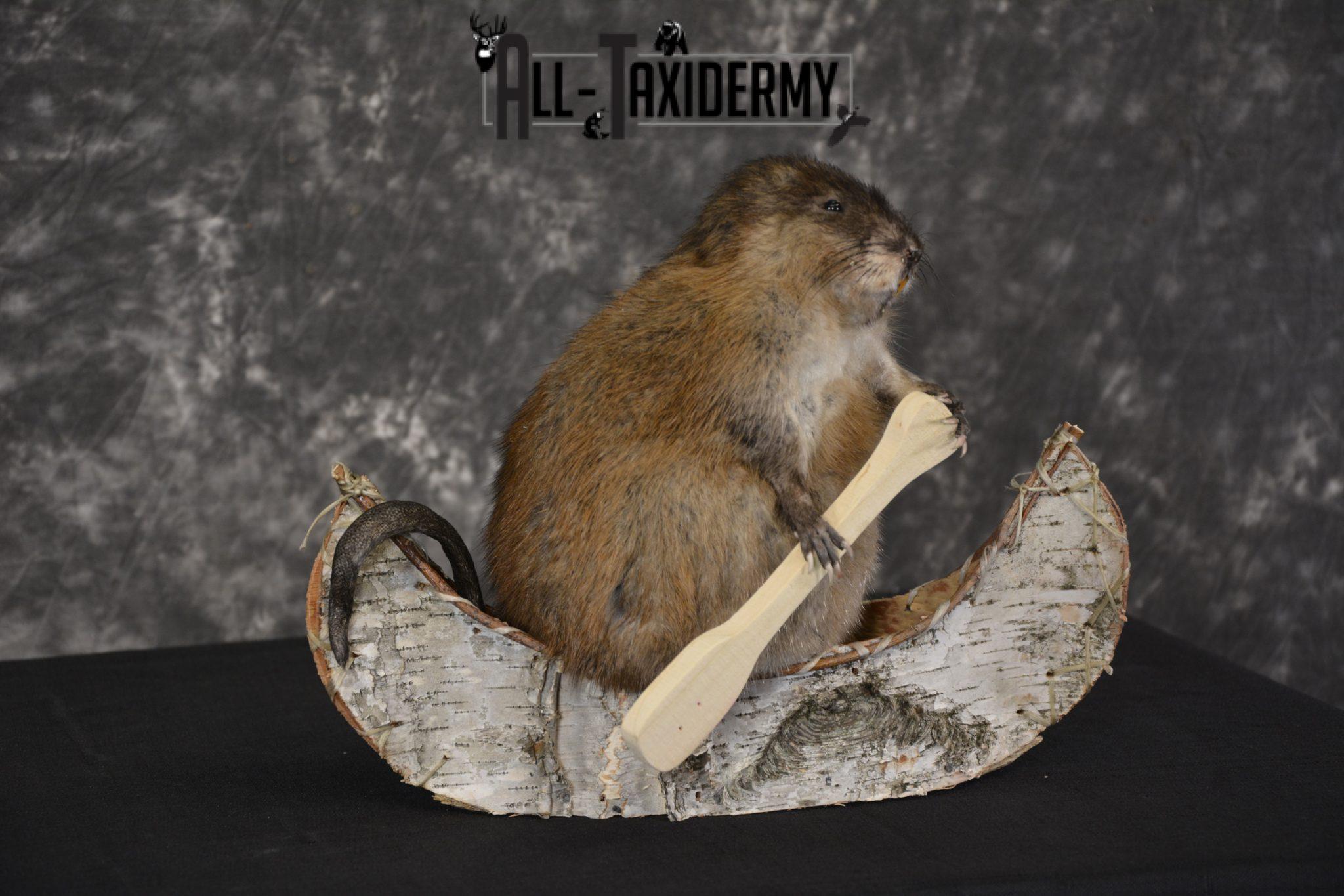 Muskrat in canoe taxidermy mount for sale * SKU 2033 - All Taxidermy