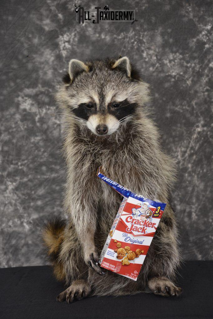 Raccoon Holding Cracker Jacks taxidermy mount for sale * SKU 2028 - All ...