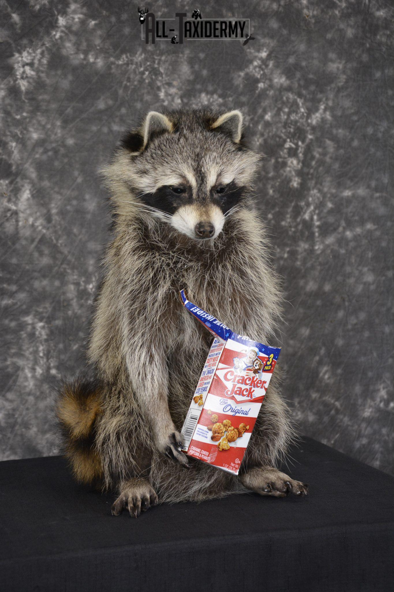 Raccoon Holding Cracker Jacks taxidermy mount for sale * SKU 2028 - All ...