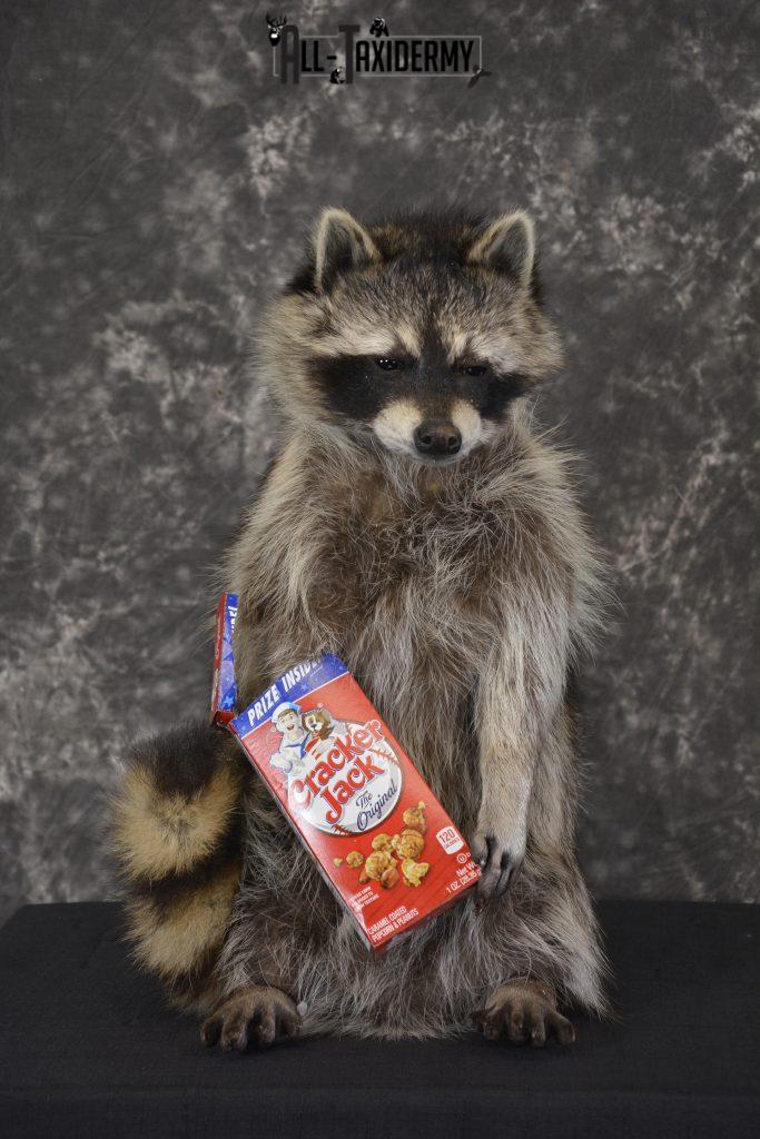 Raccoon Holding Cracker Jacks taxidermy mount for sale * SKU 2029 - All ...