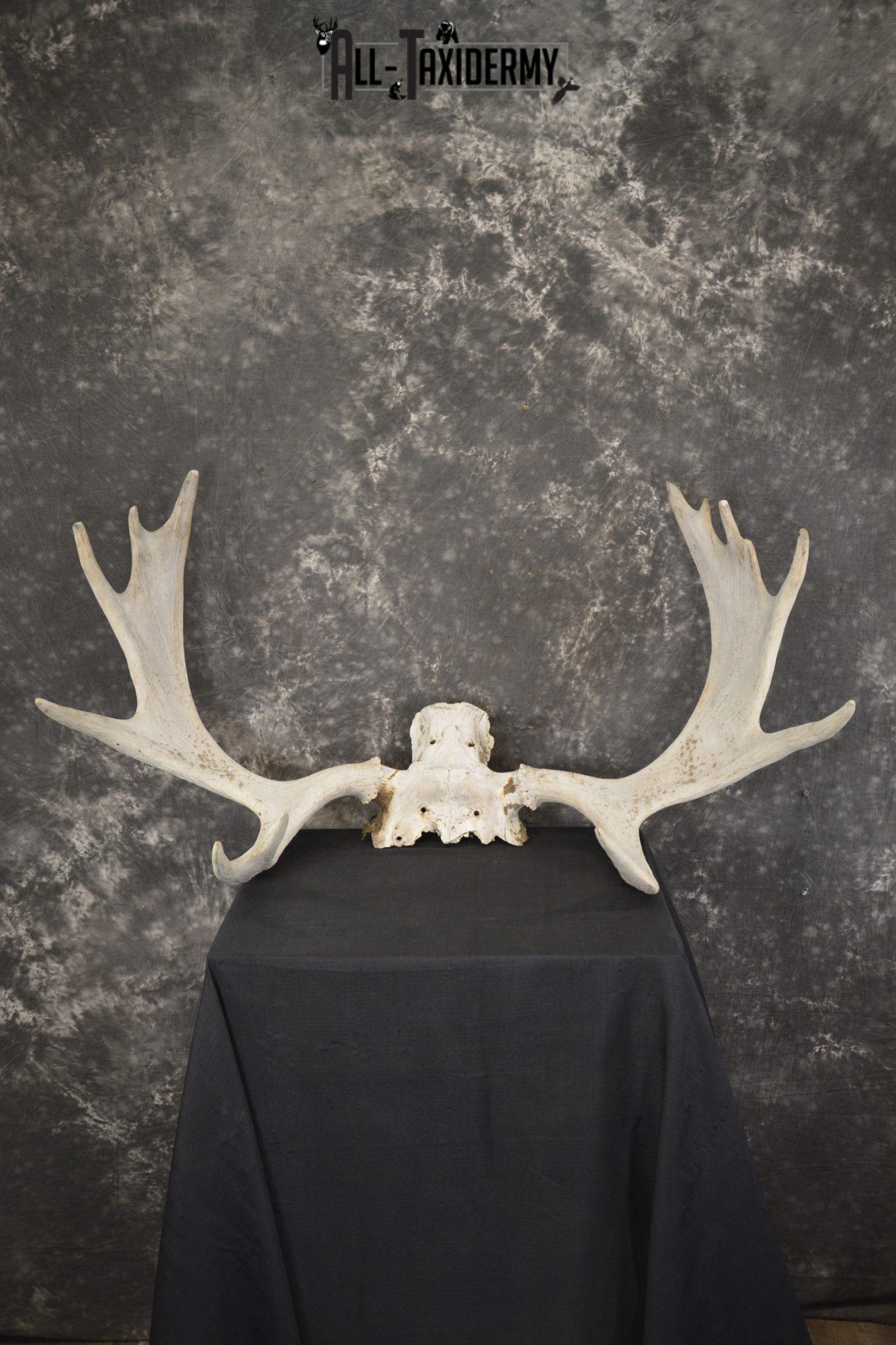Moose Taxidermy Mounts - All Taxidermy