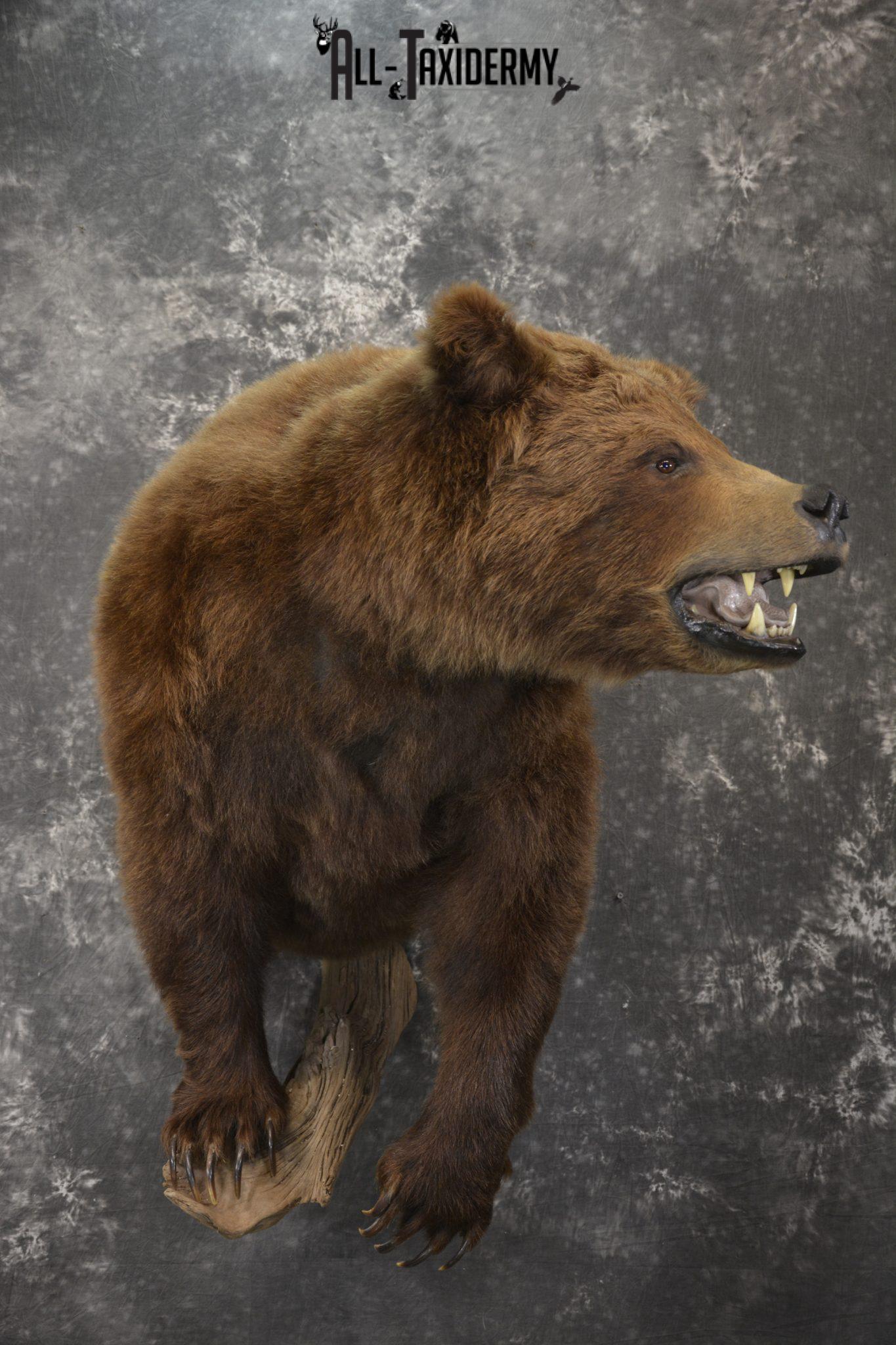 Bear Taxidermy Mounts - All Taxidermy