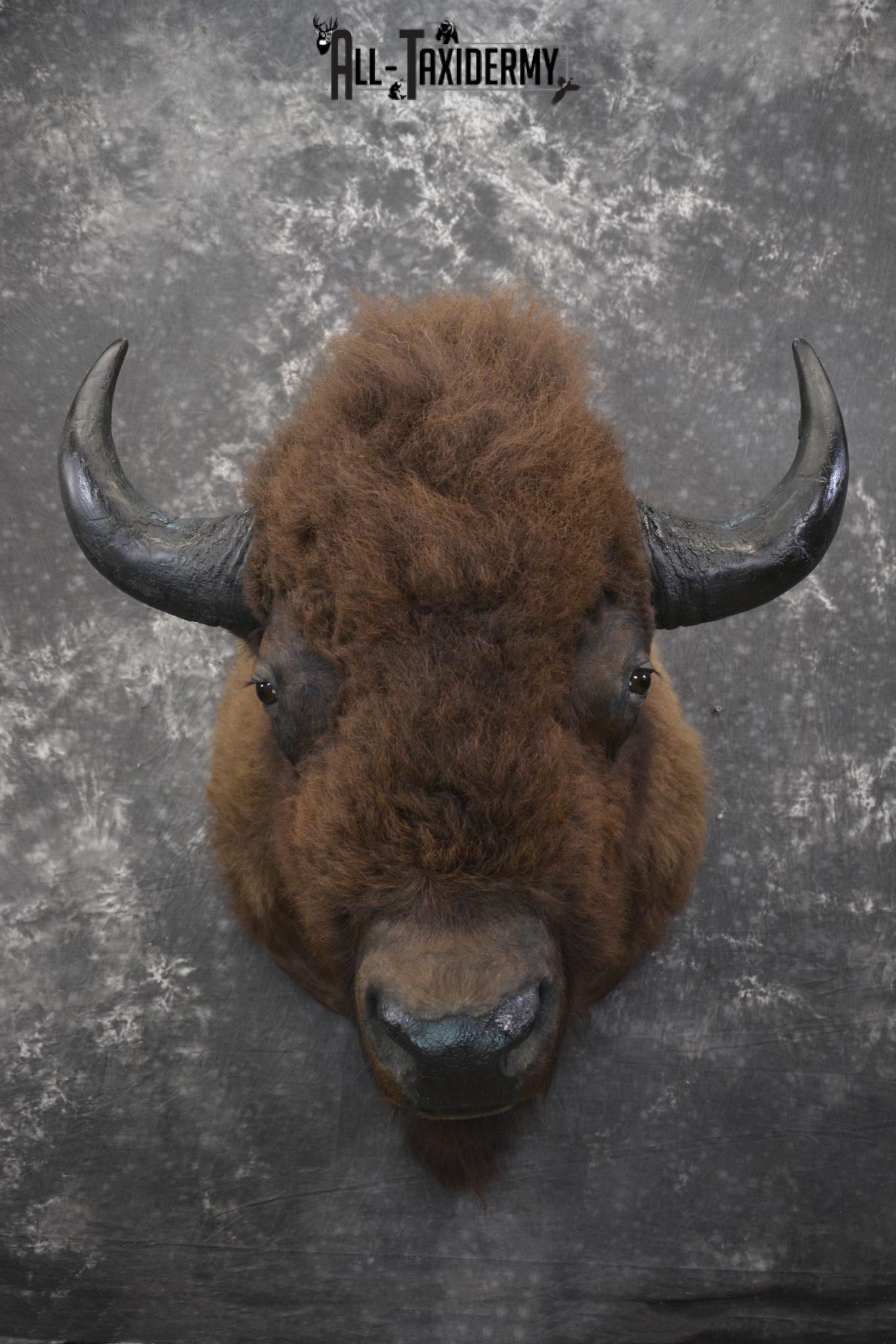 American Bison Taxidermy Mounts - All Taxidermy