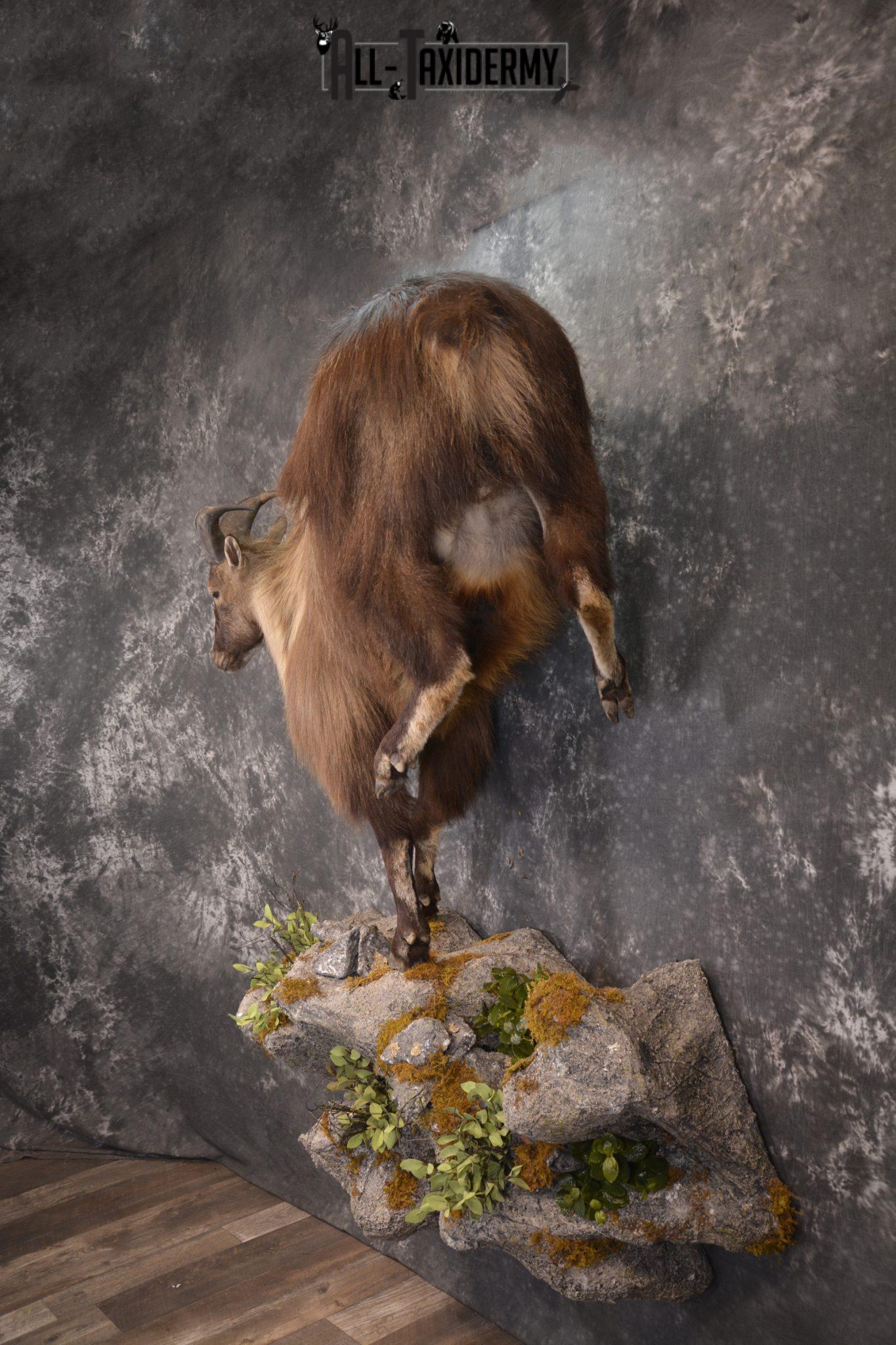 Full body Himalayan Tahr taxidermy mount for sale * SKU 2086 - All ...