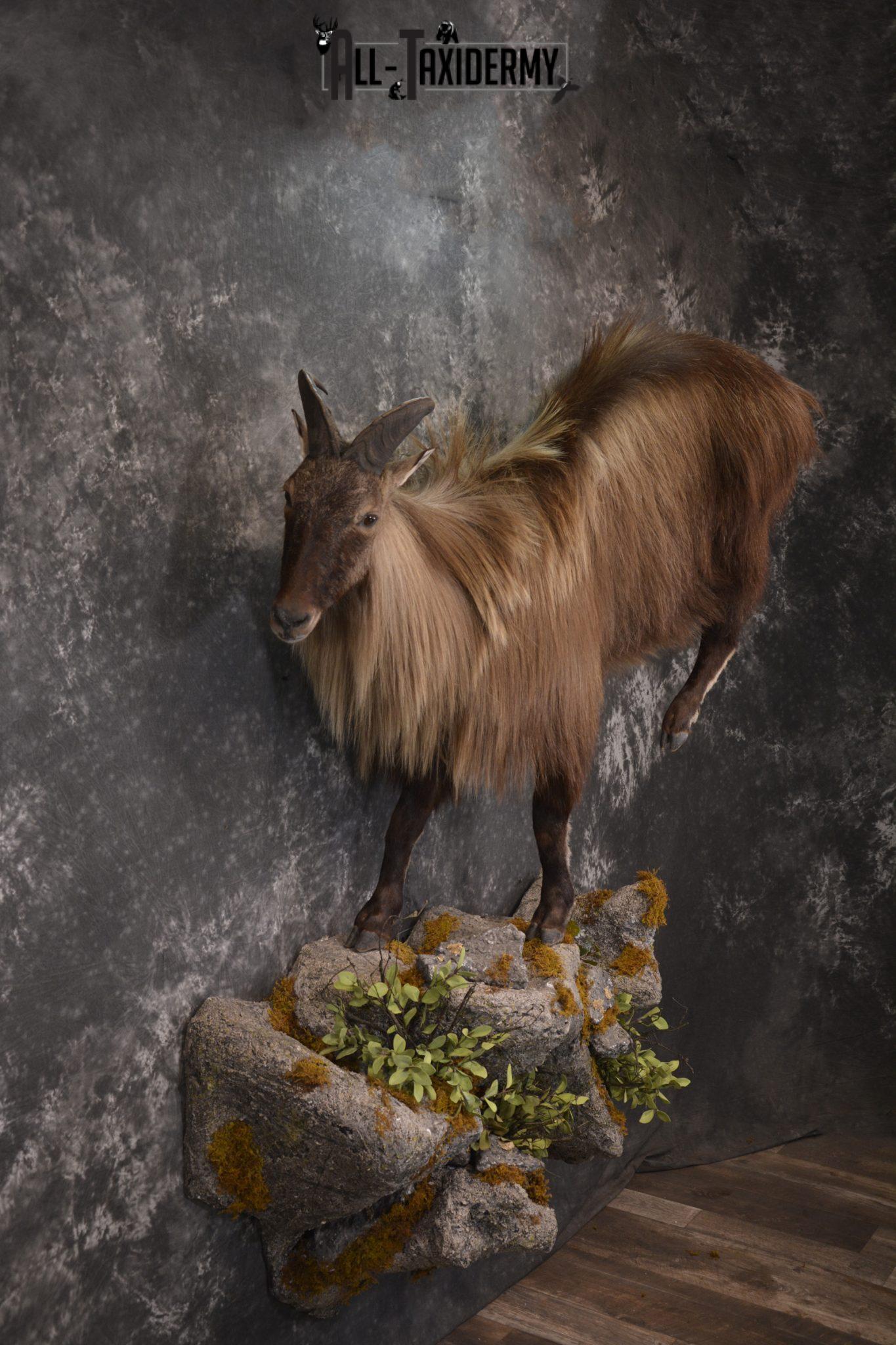 Full body Himalayan Tahr taxidermy mount for sale * SKU 2086 - All ...