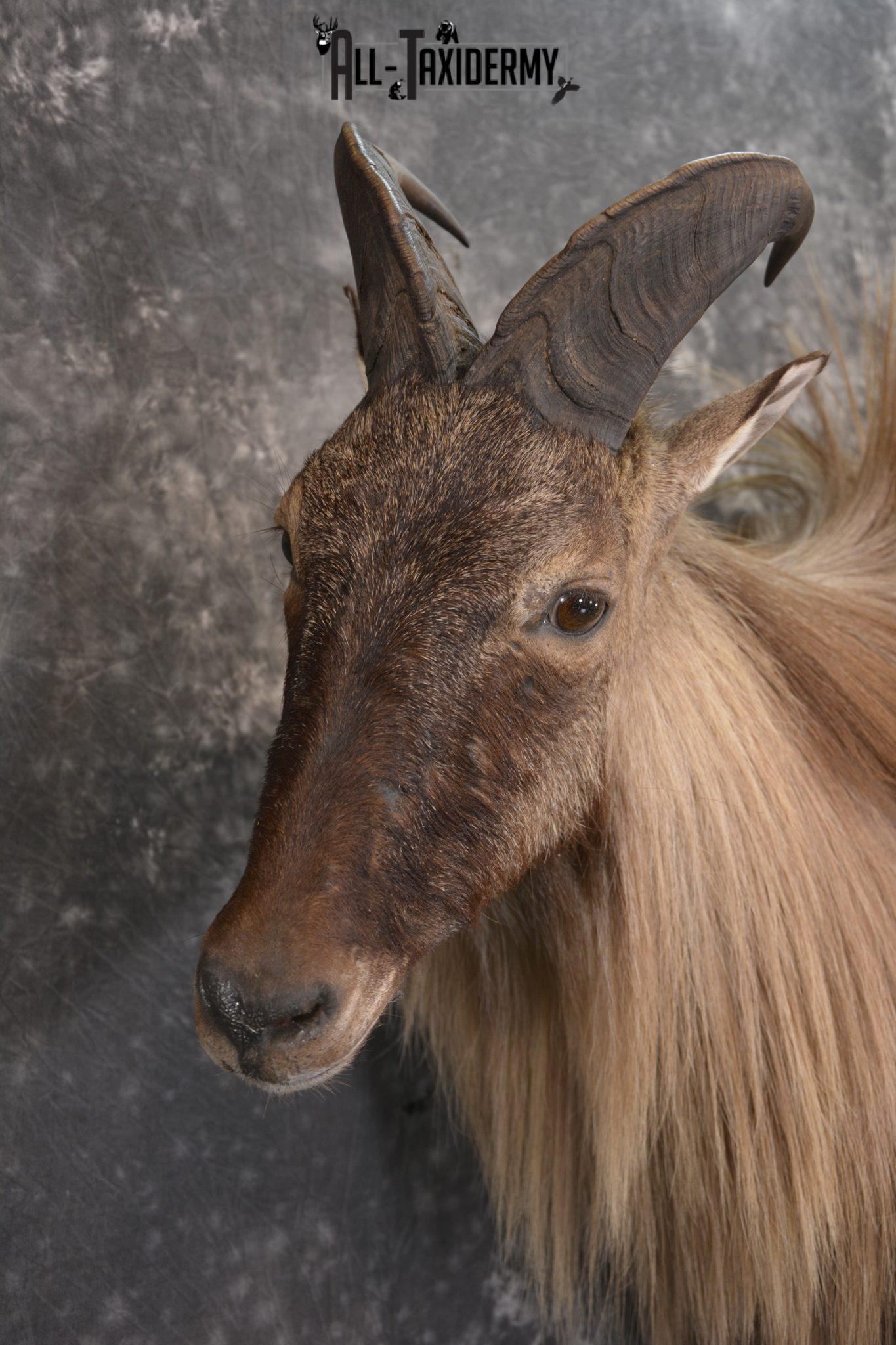 Full body Himalayan Tahr taxidermy mount for sale * SKU 2086 - All ...