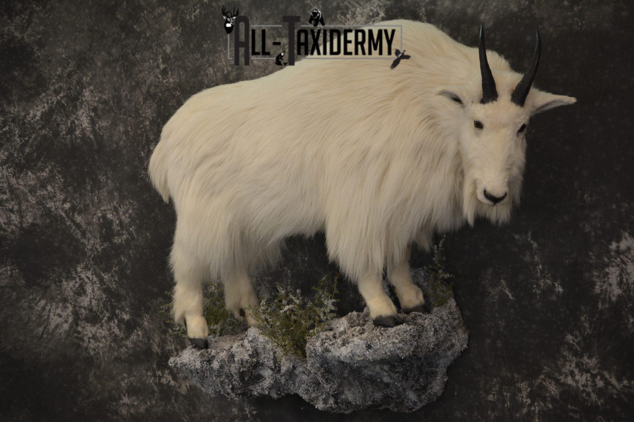 Full body mountain goat taxidermy mount for sale * SKU 2087