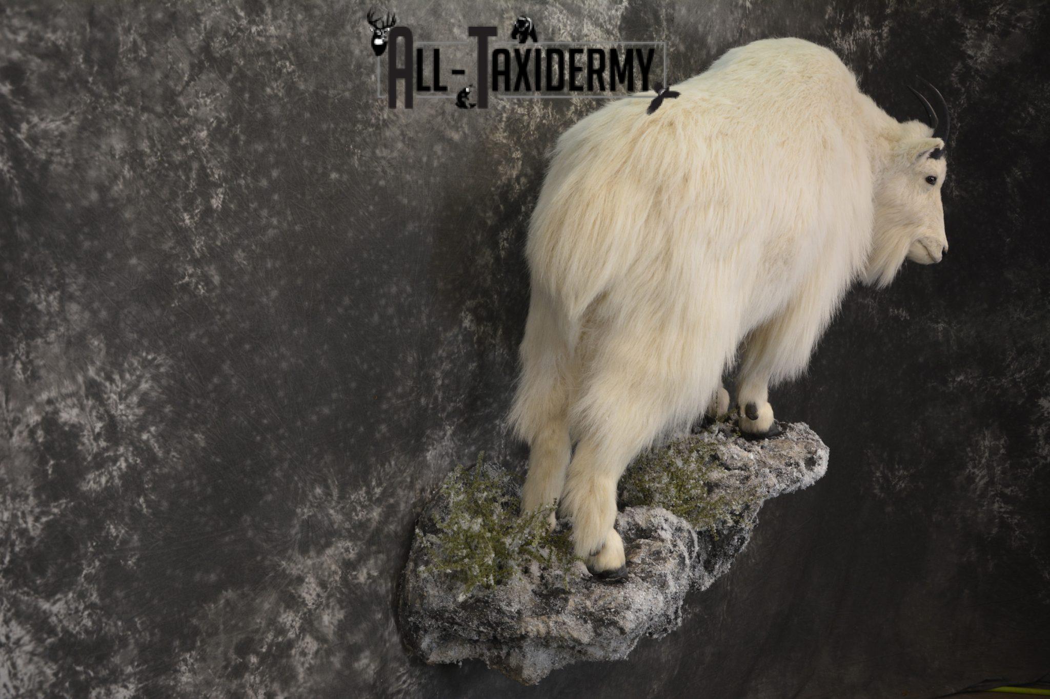 Full body mountain goat taxidermy mount for sale * SKU 2087