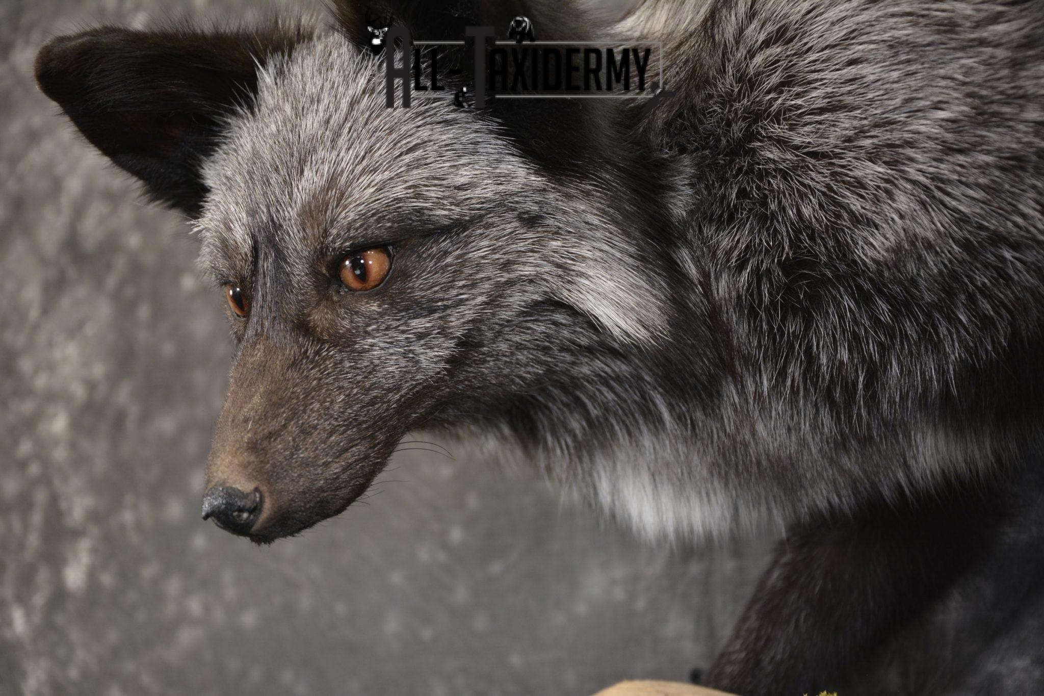 Silver Fox taxidermy mount for sale SKU 2128 - All Taxidermy