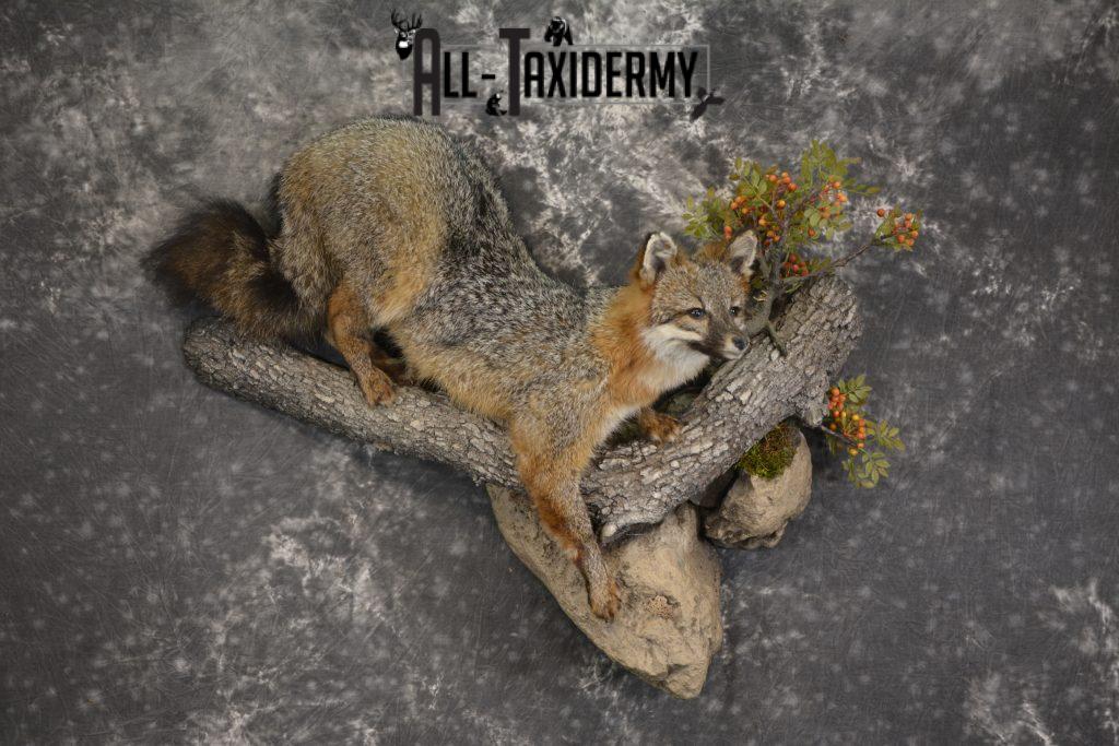Grey Fox taxidermy mount for sale SKU 2131 - All Taxidermy