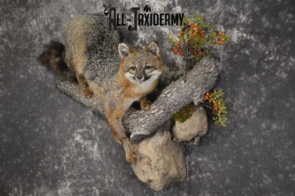 Grey Fox taxidermy mount for sale SKU 2131 - All Taxidermy