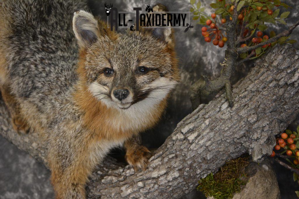 Grey Fox taxidermy mount for sale SKU 2131 - All Taxidermy