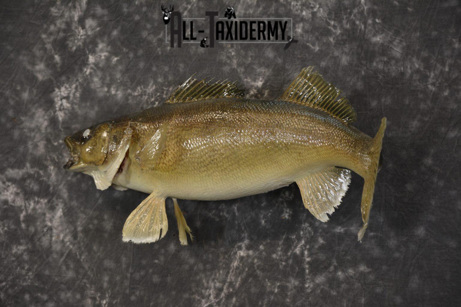 24" Walleye taxidermy skin mount for sale SKU 2099 - All Taxidermy